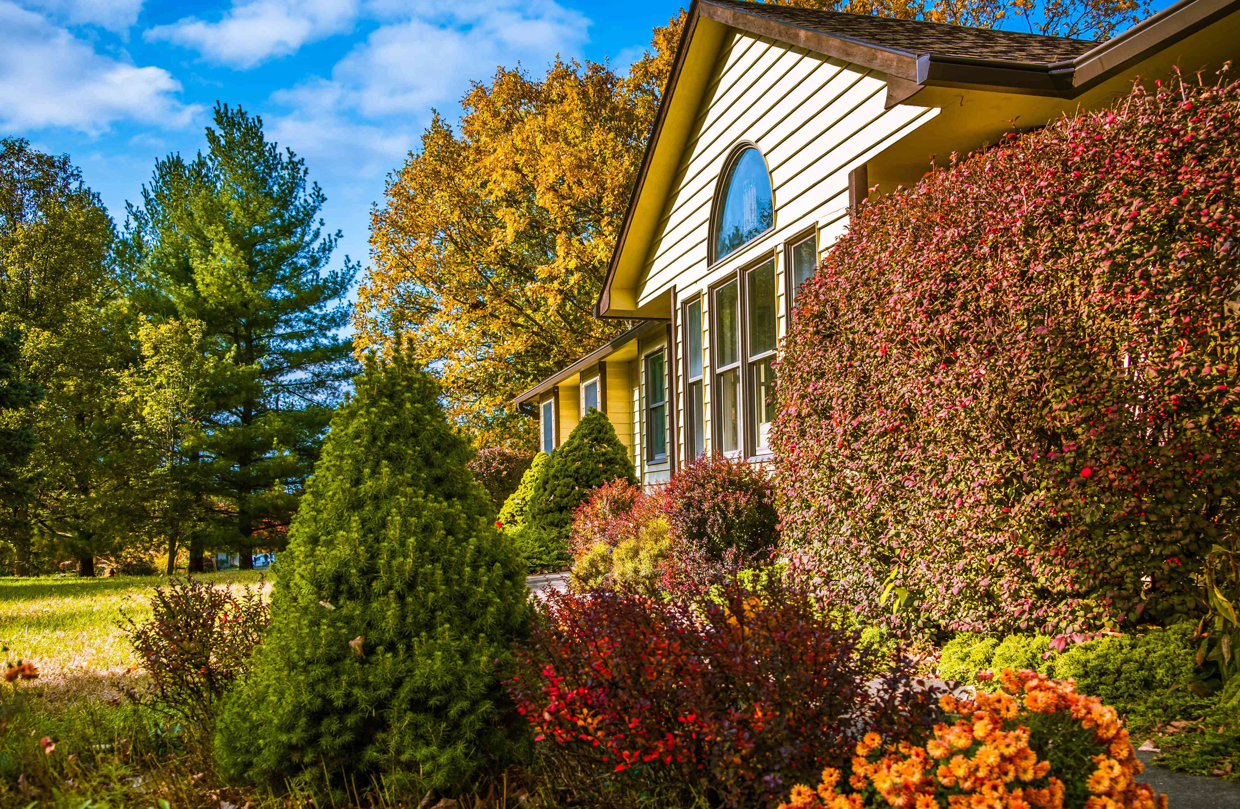 10 Shrubs to Plant This Fall That Bring Vibrant Color to Your Yard