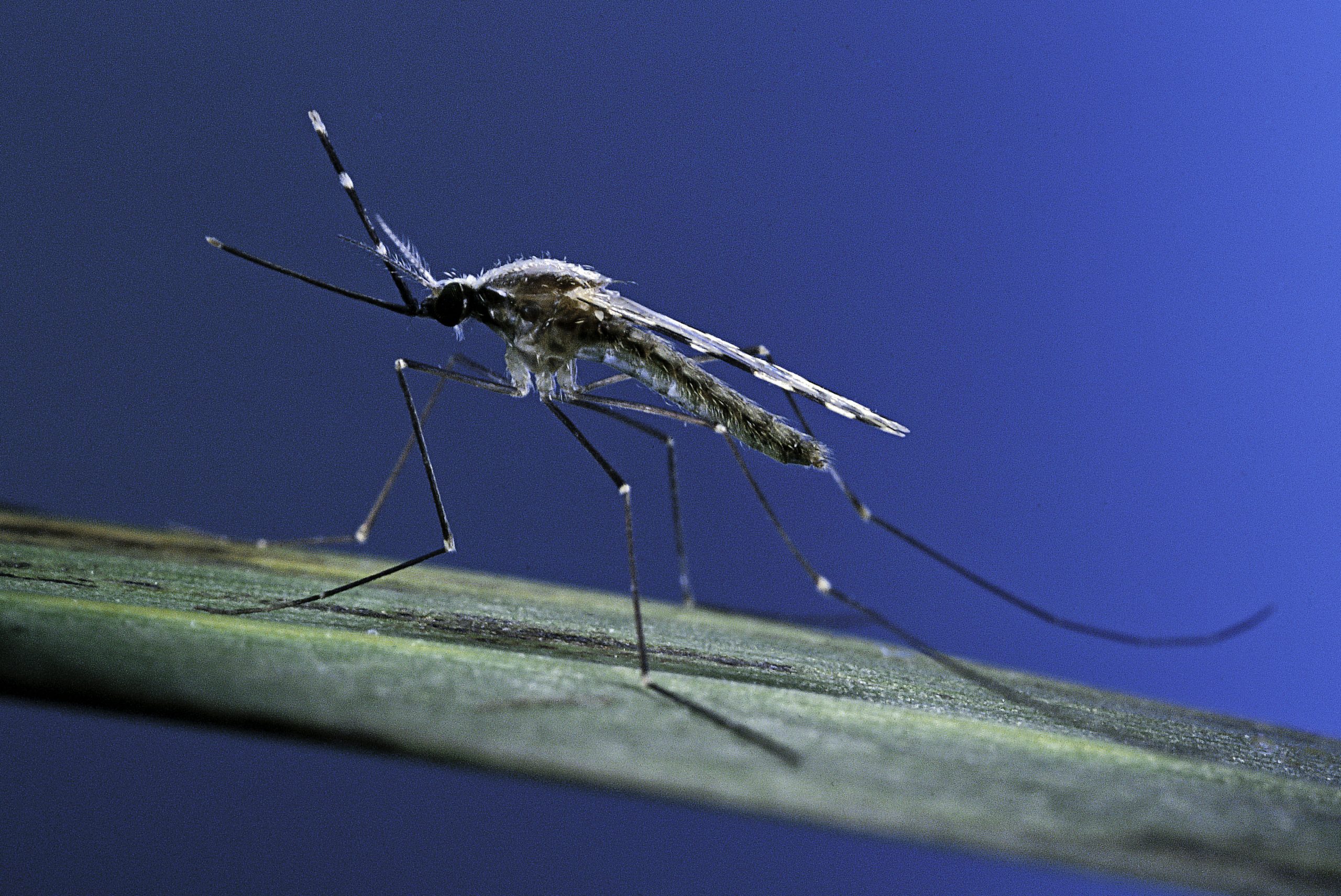 Iceland sees its first mosquitoes ever