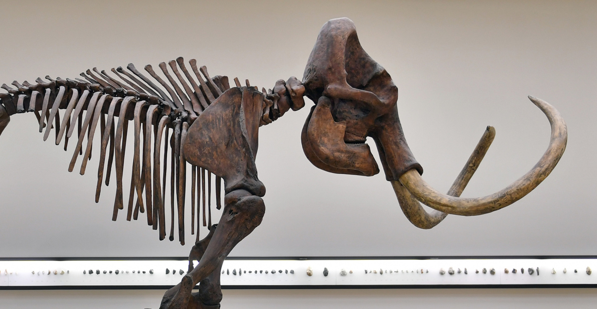 How scientists are bringing animals back from extinction