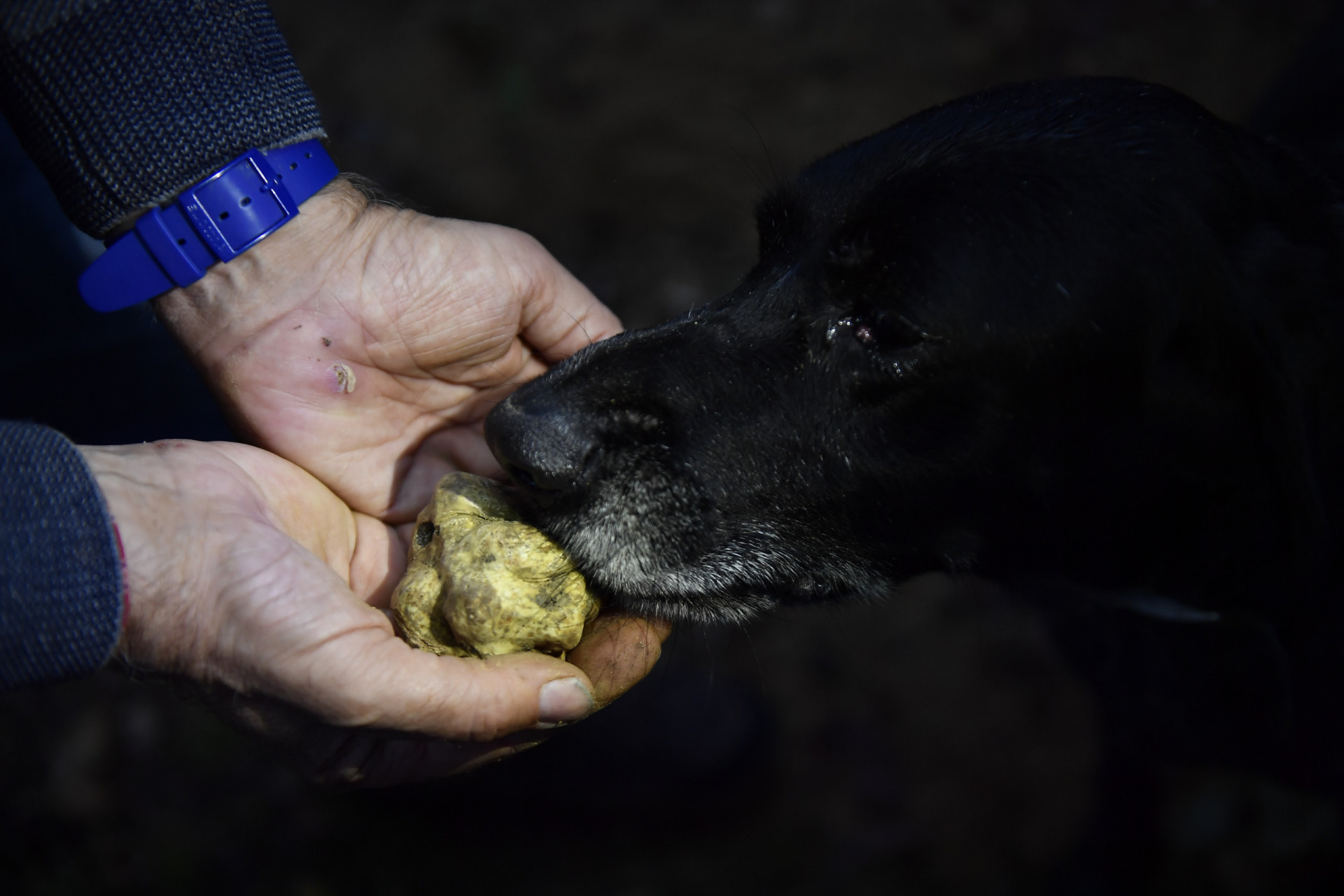 The fascinating story of truffles