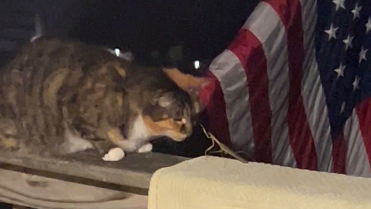 Tiny praying mantis asserts dominance over cat