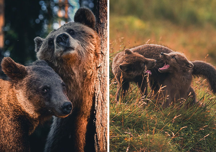 35 Close-Up Photographs Of Wild Animals In Their Natural Environments ...