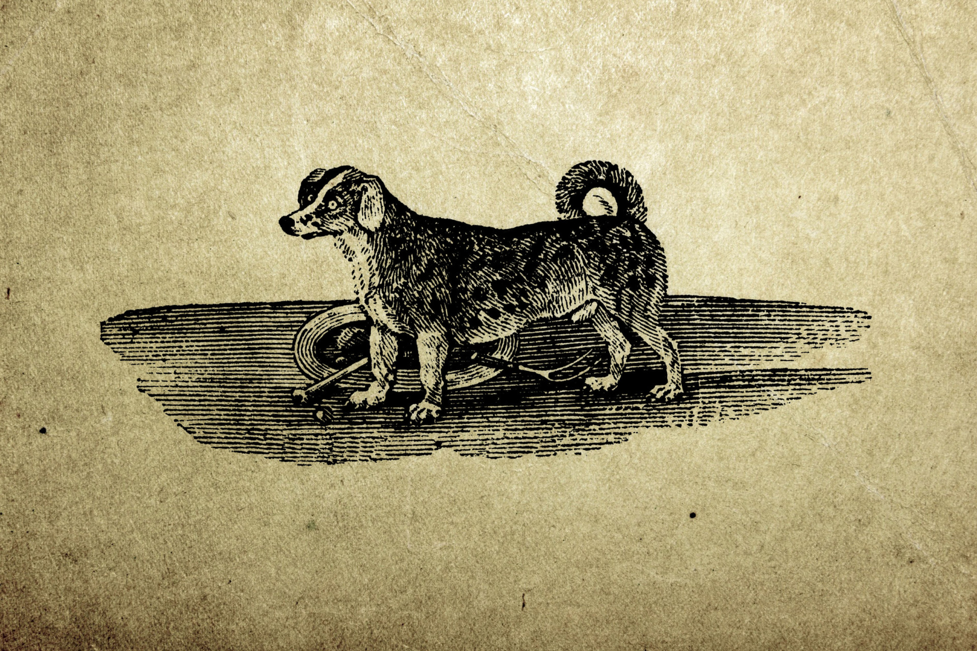 Why are there so many different kinds of dogs?