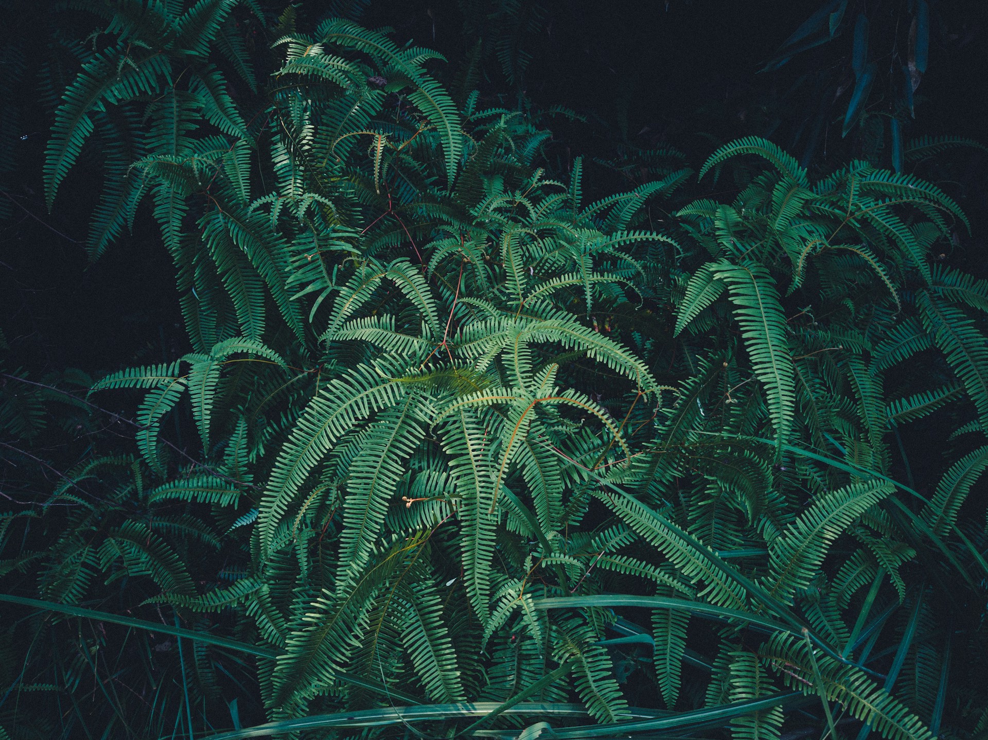 Little-Known Benefits of Common Garden Weeds