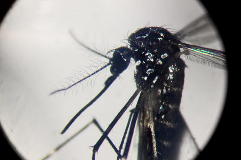 Iceland sees its first mosquitoes ever