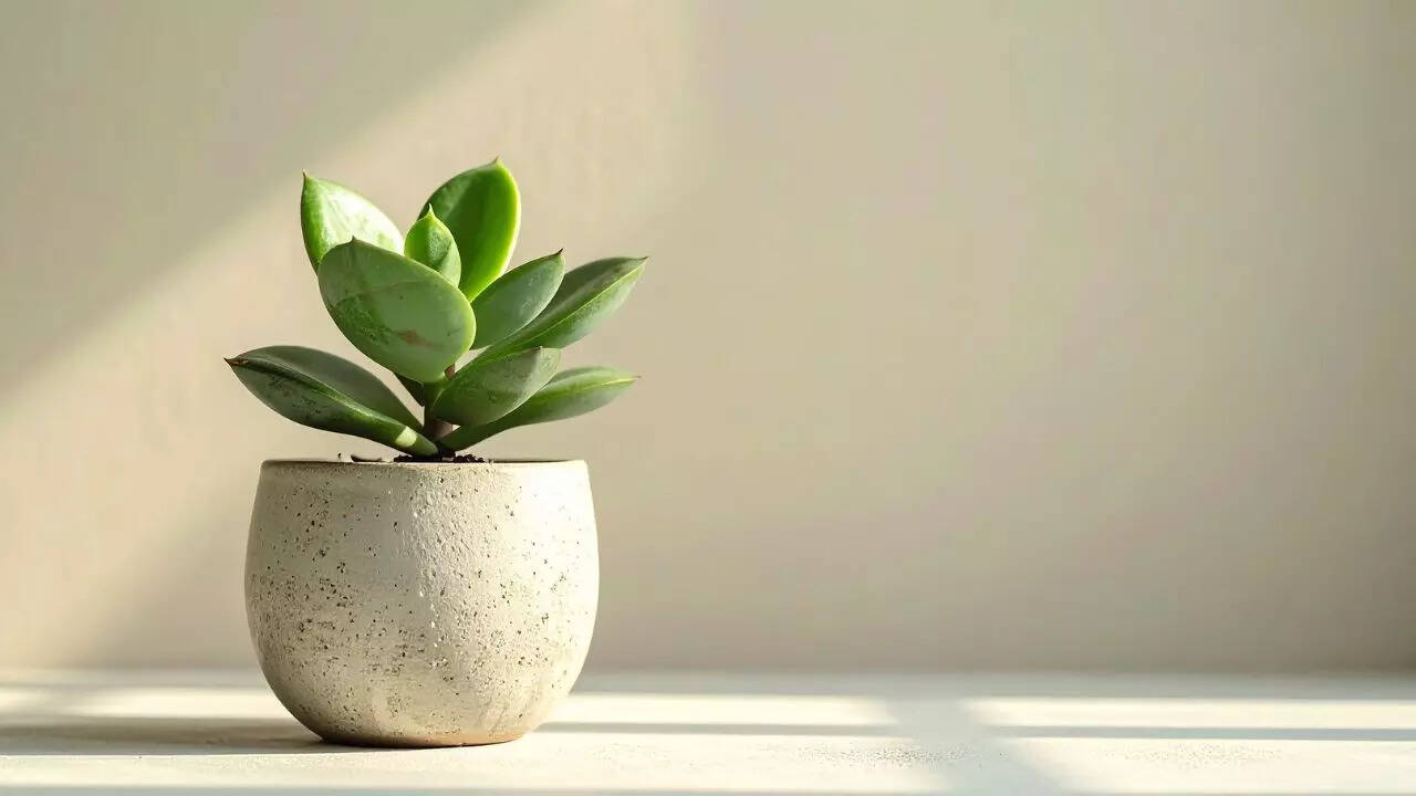 10 most beautiful succulents to keep and grow indoors