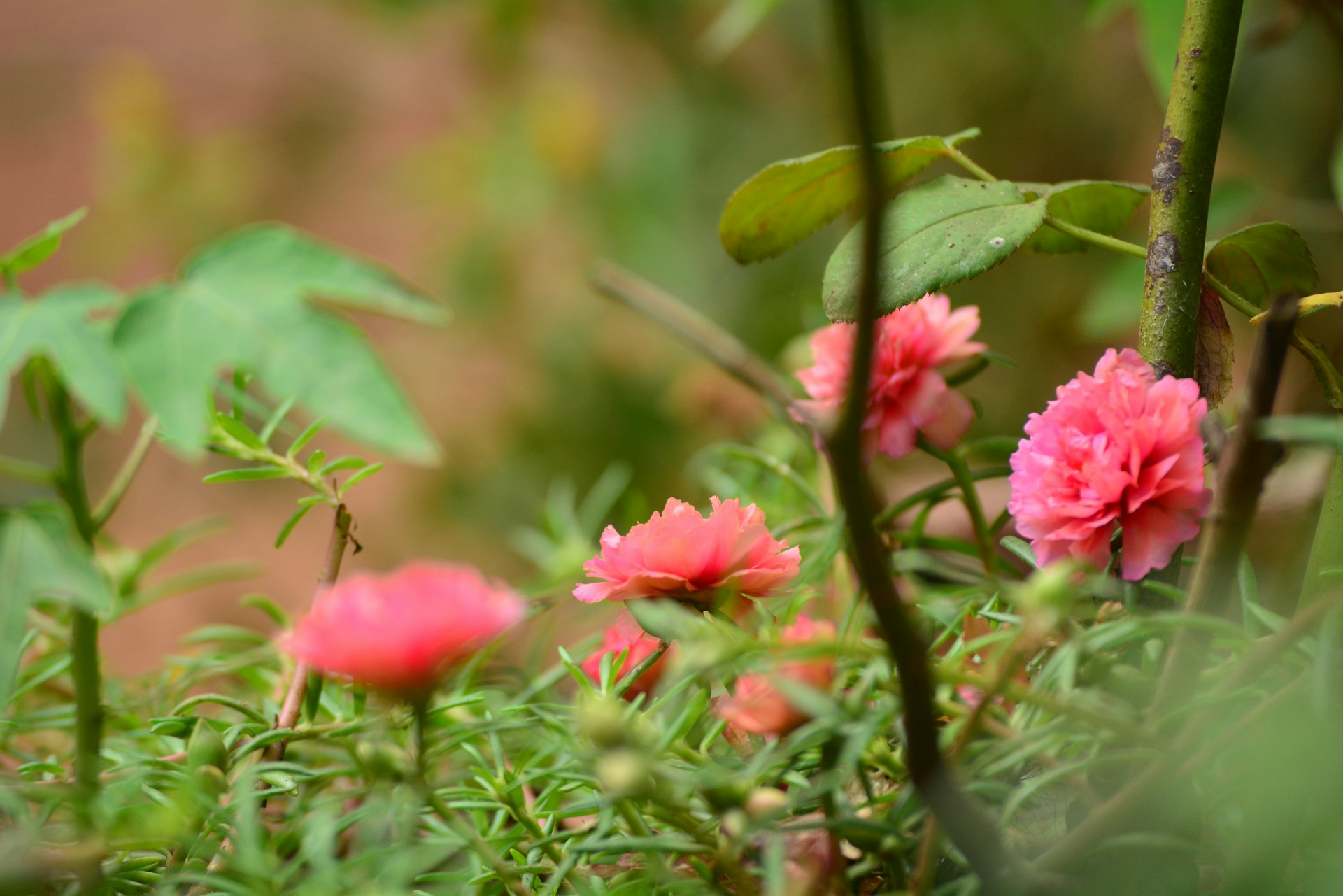 Little-Known Benefits of Common Garden Weeds