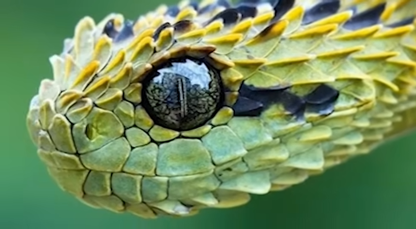 The Snake Build Is Way Stronger Than You Think