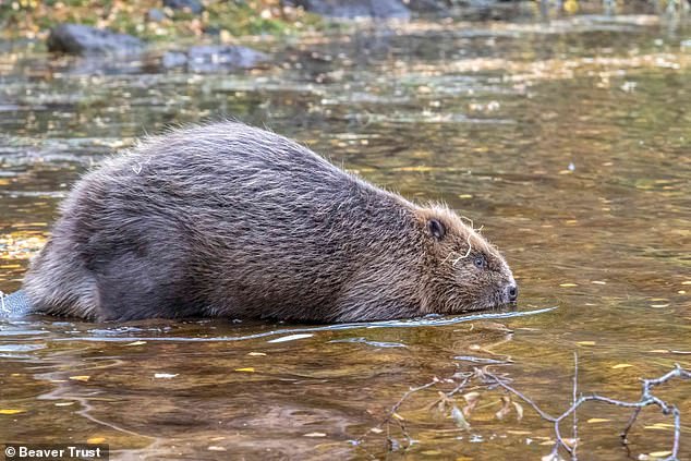 Beavers are released into the Scottish Highlands - marking a moment of ...