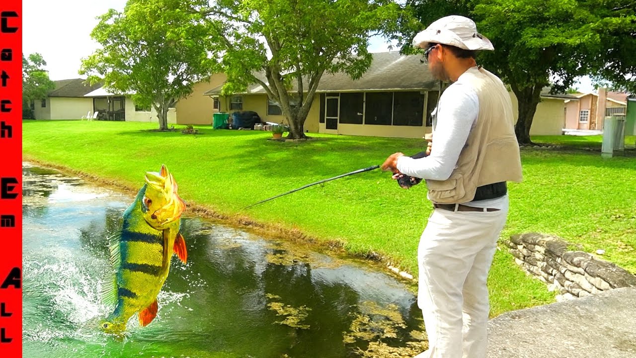 How I use a saltwater trick to catch tons of rainbow peacock bass