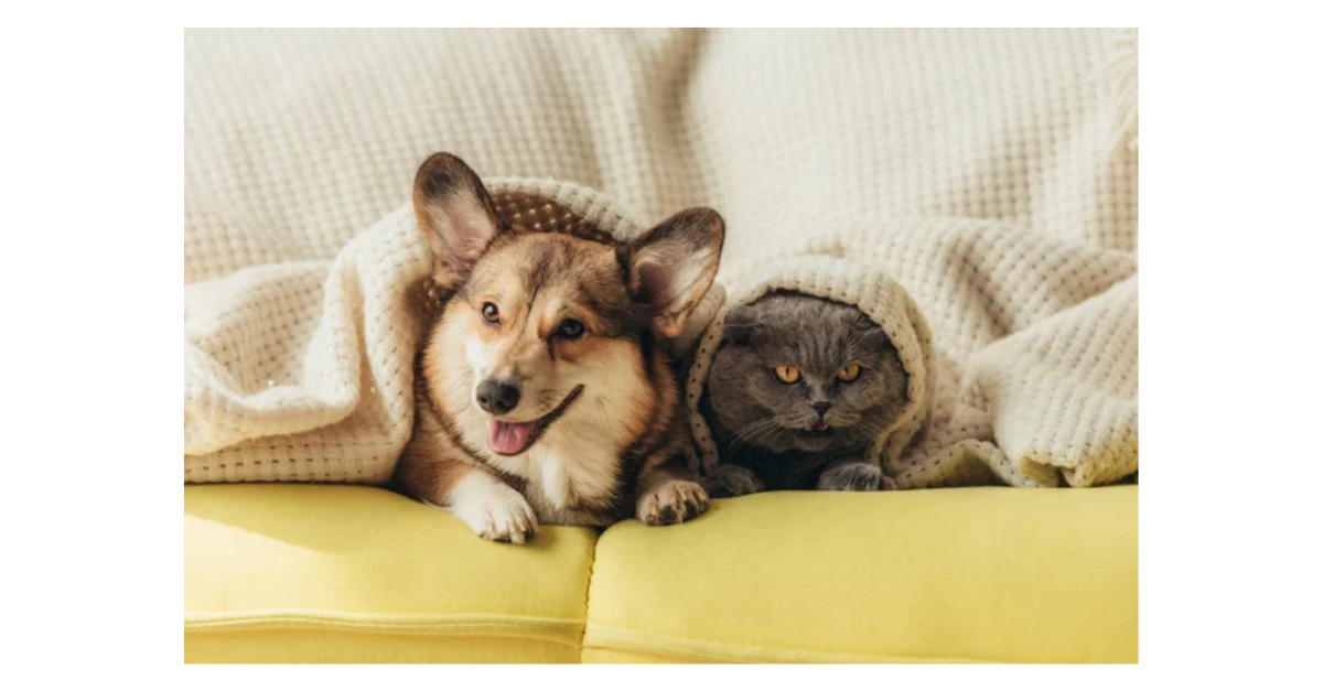 Corgi’s Sweet Cat Reunion Is Melting Hearts Everywhere
