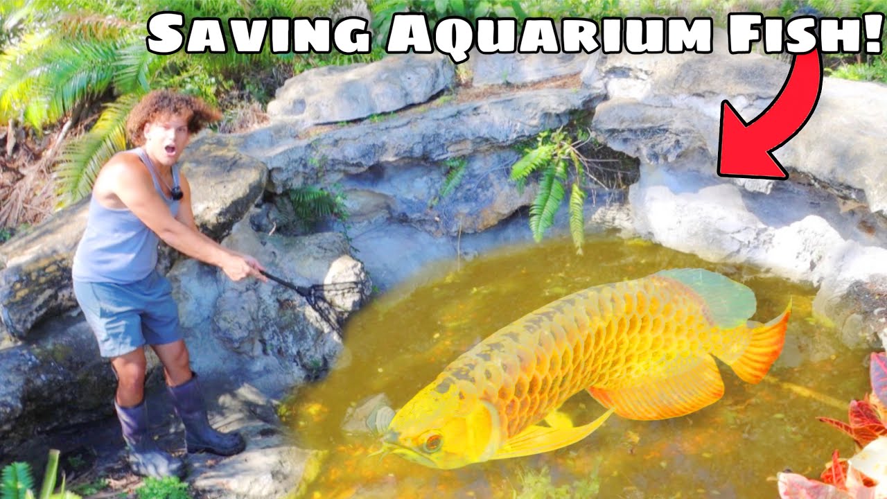 Saving rare aquarium fish from a deadly fountain