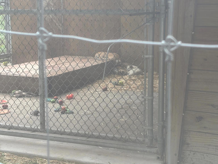 Animal sanctuary or roadside menagerie? Lawsuit renews debate over ...