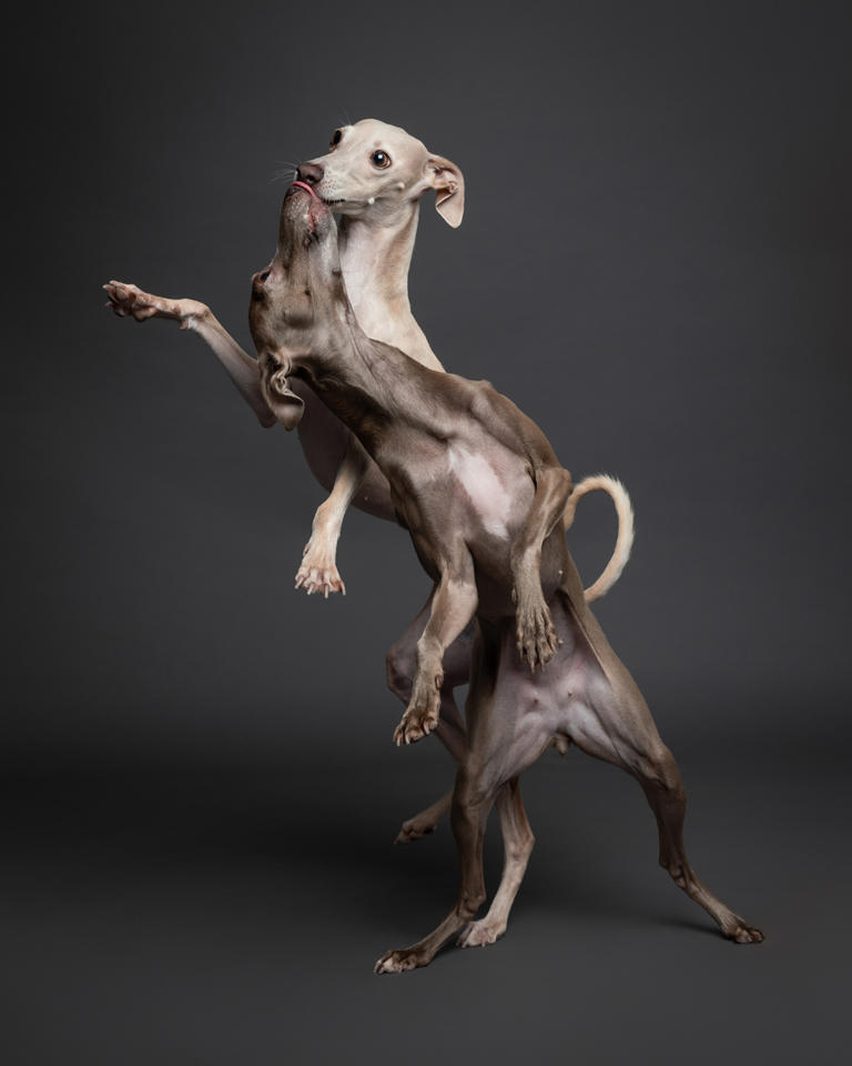 This photographer perfectly mastered dog motion, and is just one of ...