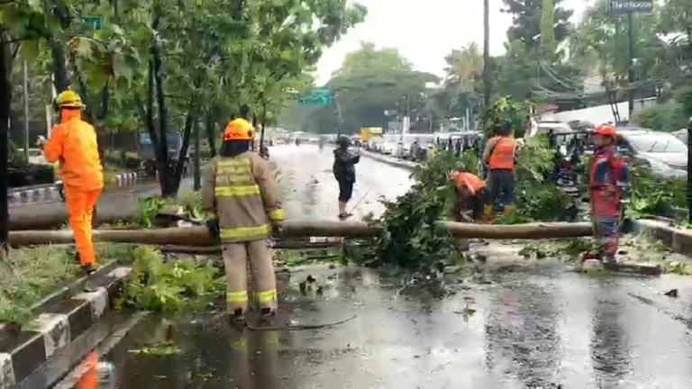 Diterjang Angin Kencang, Pohon Setinggi 10 Meter Tumbang Halangi Jalan ...