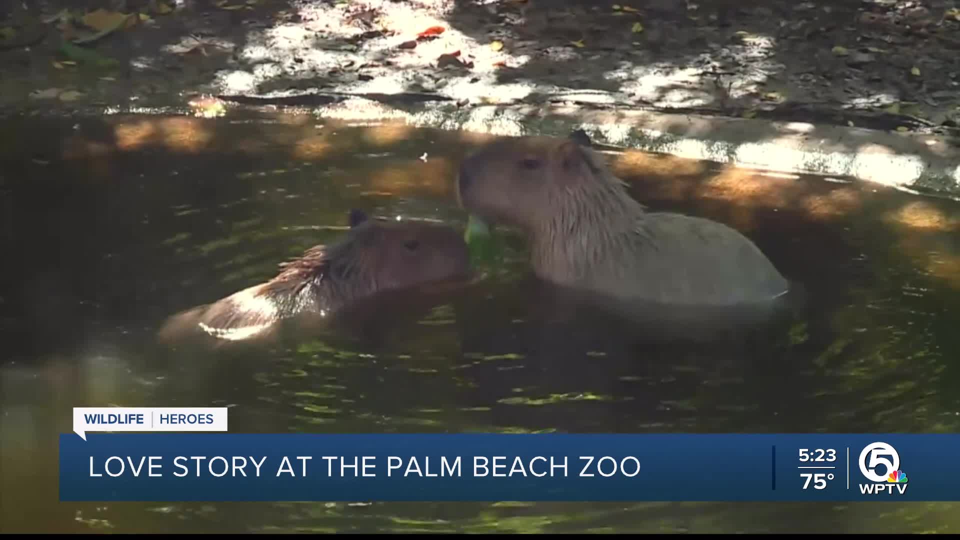 Love is in the air! Meet the Palm Beach Zoo's capybara couple