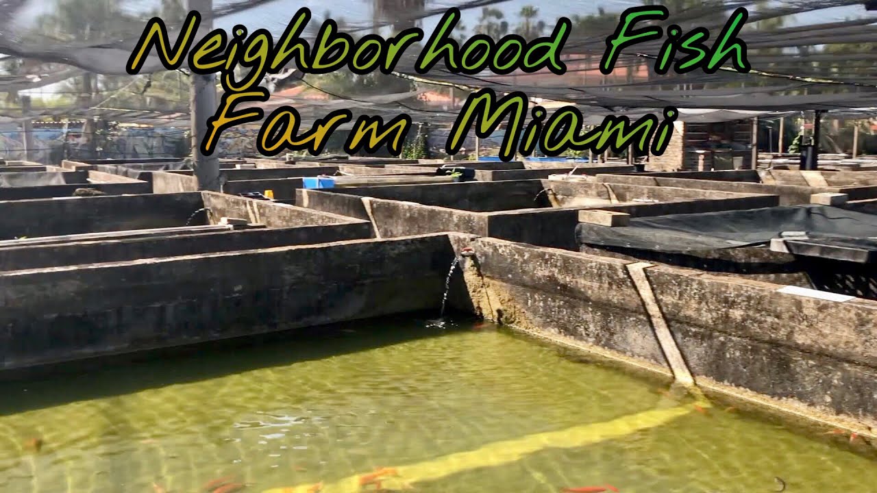Hundreds of tanks! Touring neighborhood fish farm