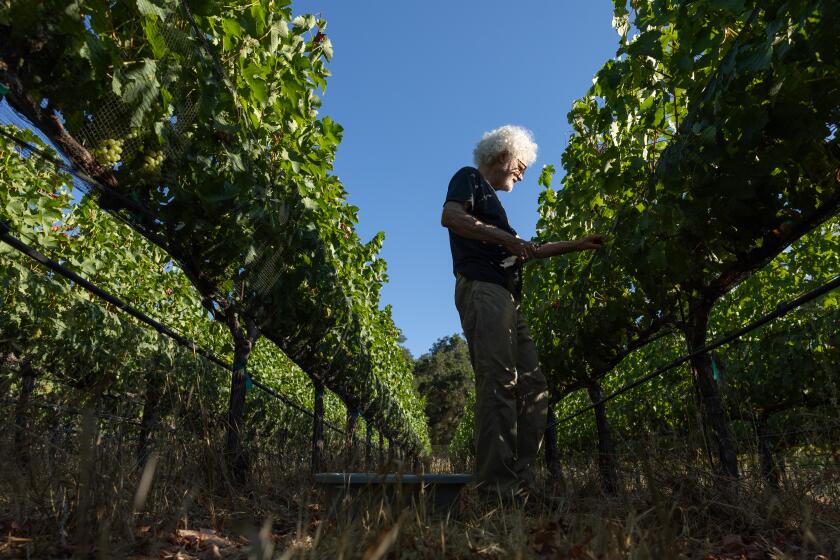 Goodbye, Pinot Noir — hello, Paseante Noir?