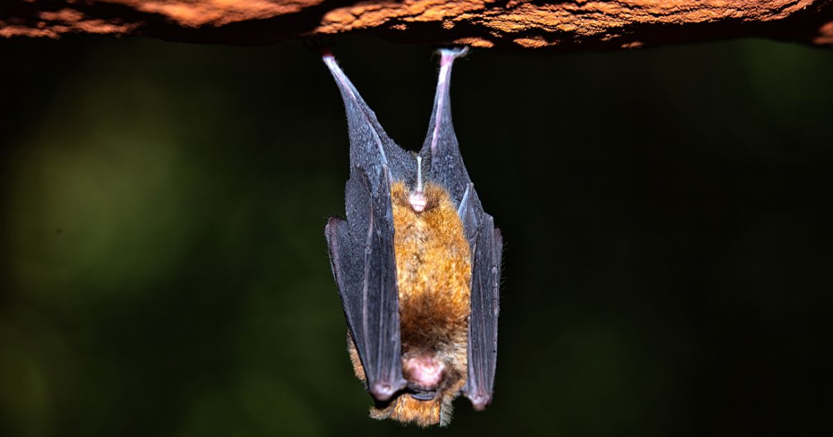 Experts Baffled on Finding 6 Species of ‘Glowing’ Bats in North America