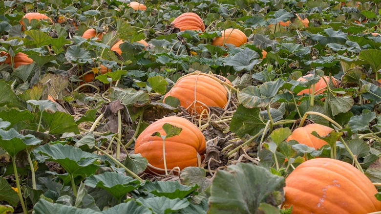 The Very Best Way To Prune Pumpkin Plant Vines