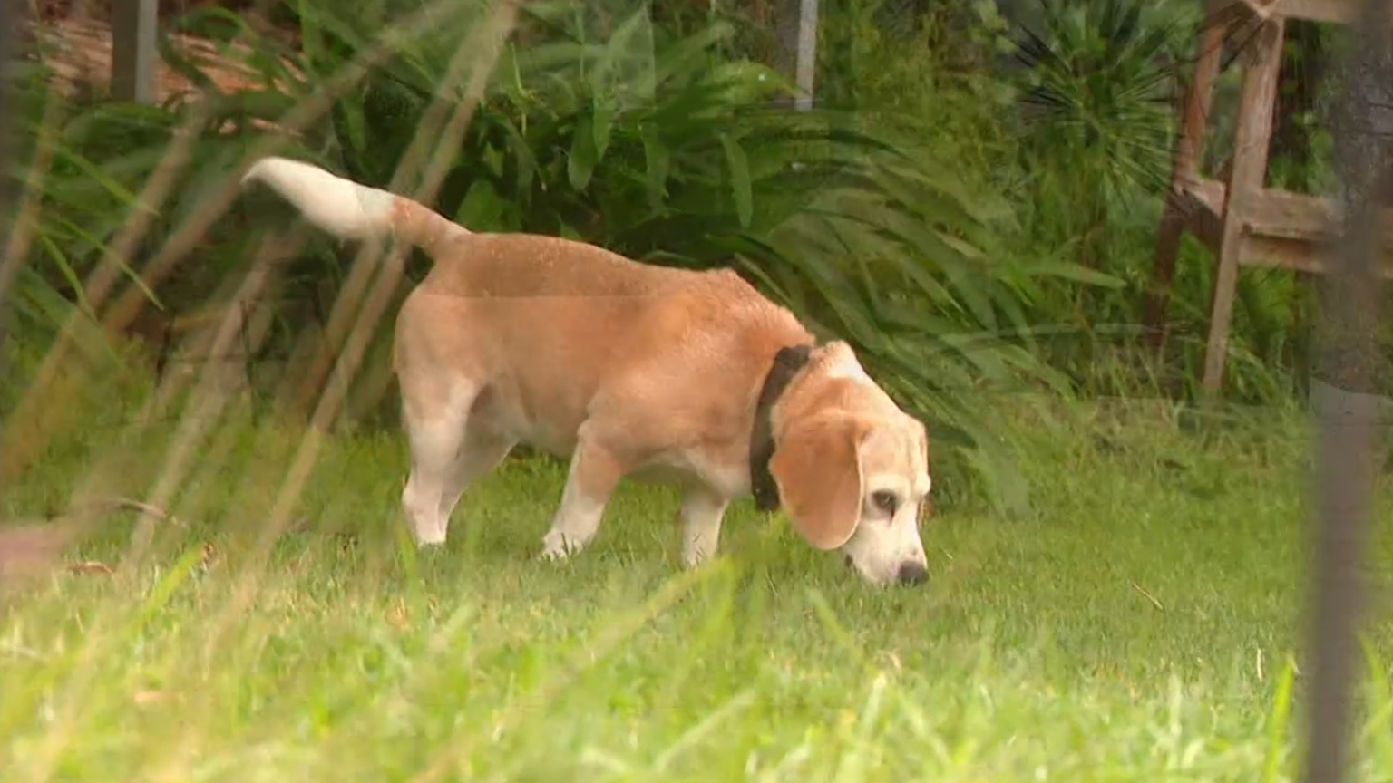 Armed intruder busted by pet beagle in Adelaide