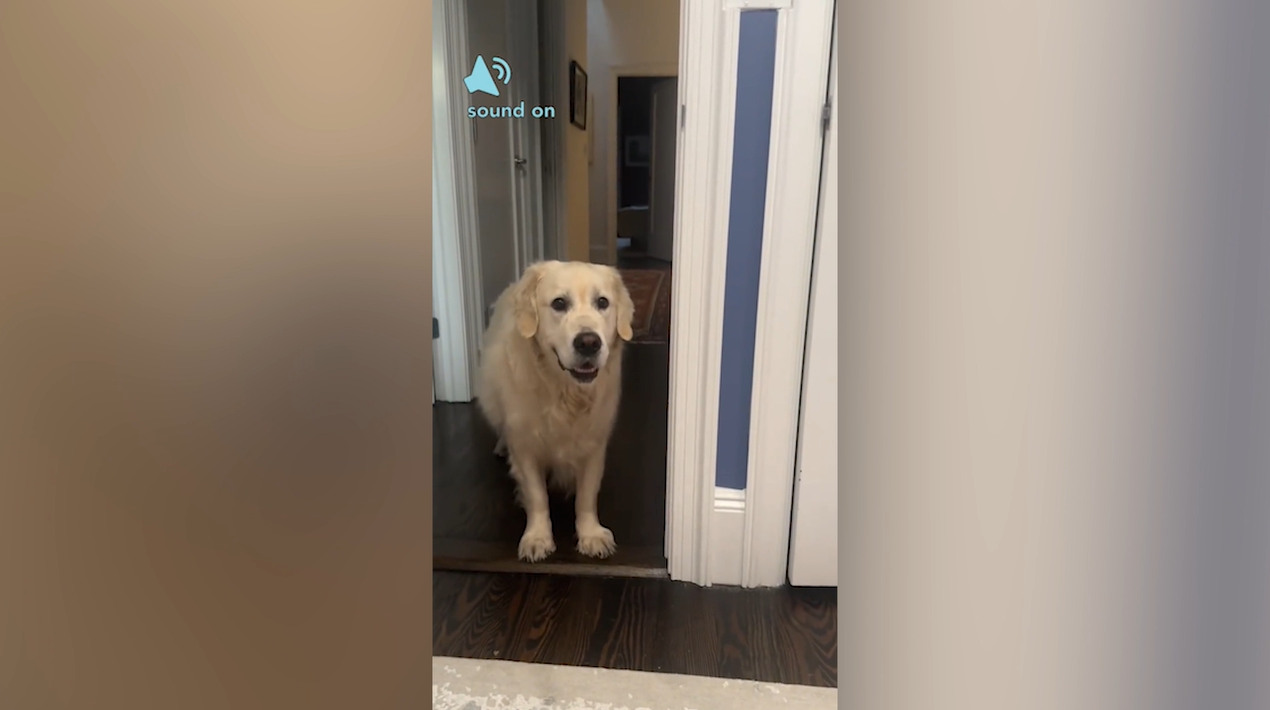 Hysterics Over Reason Golden Retriever Makes ‘Four-Flight Trip’ Upstairs