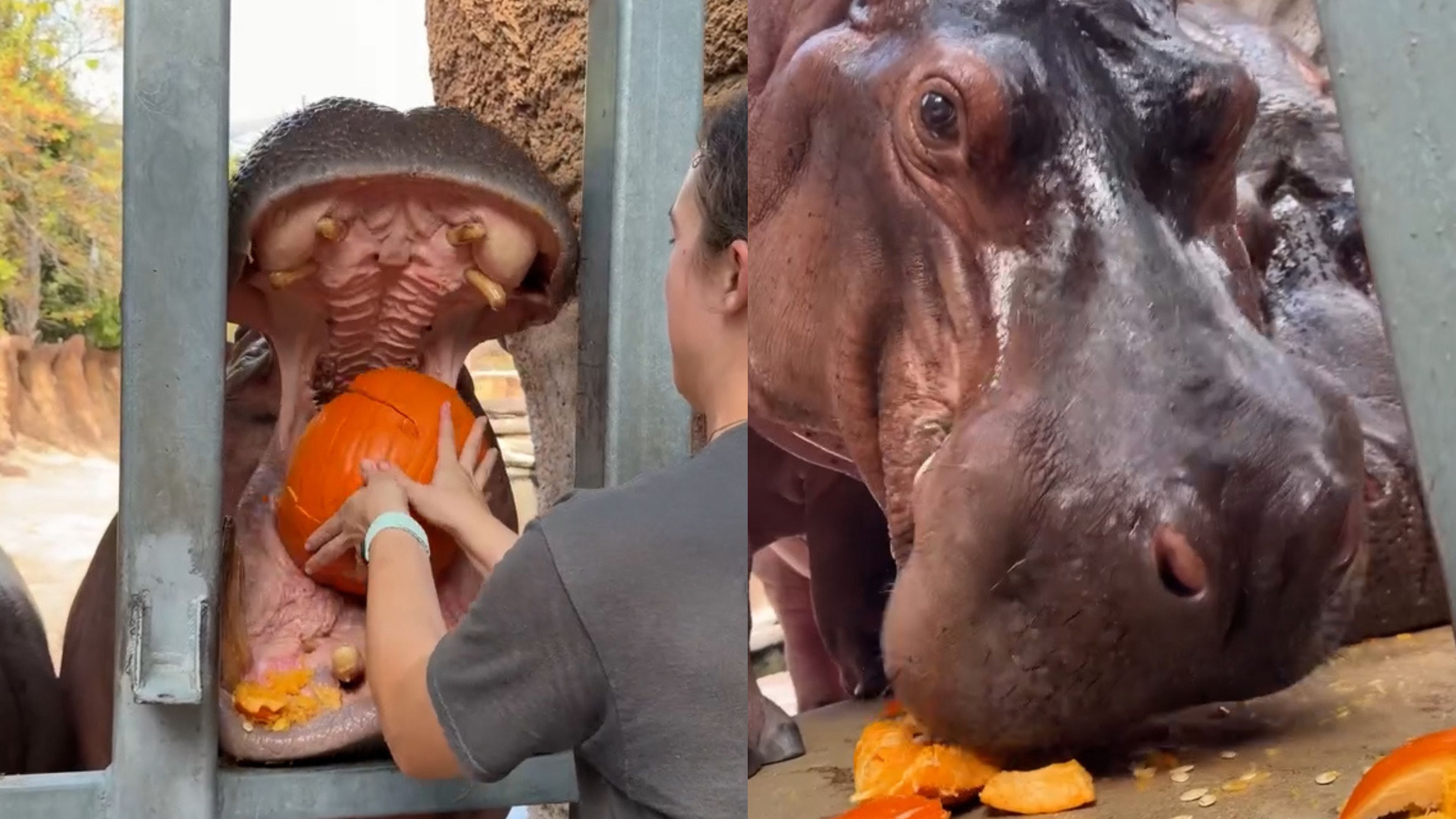 Hippos crush pumpkins at San Antonio Zoo in Texas