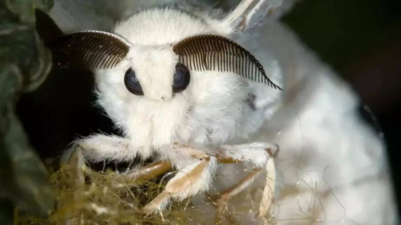 8 most unusual and weirdest moths you’ll ever see on Earth