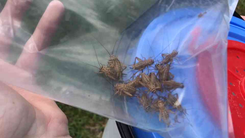 Catching fish with live crickets - wild bait fishing action