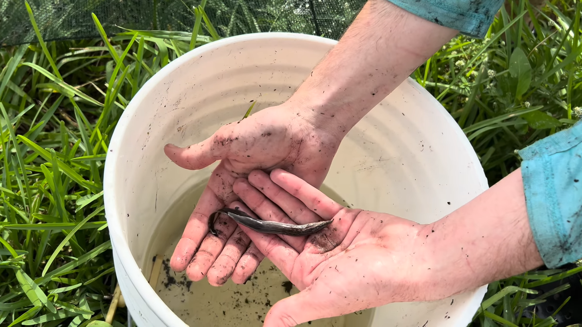 Catching freshwater eels for my new aquarium
