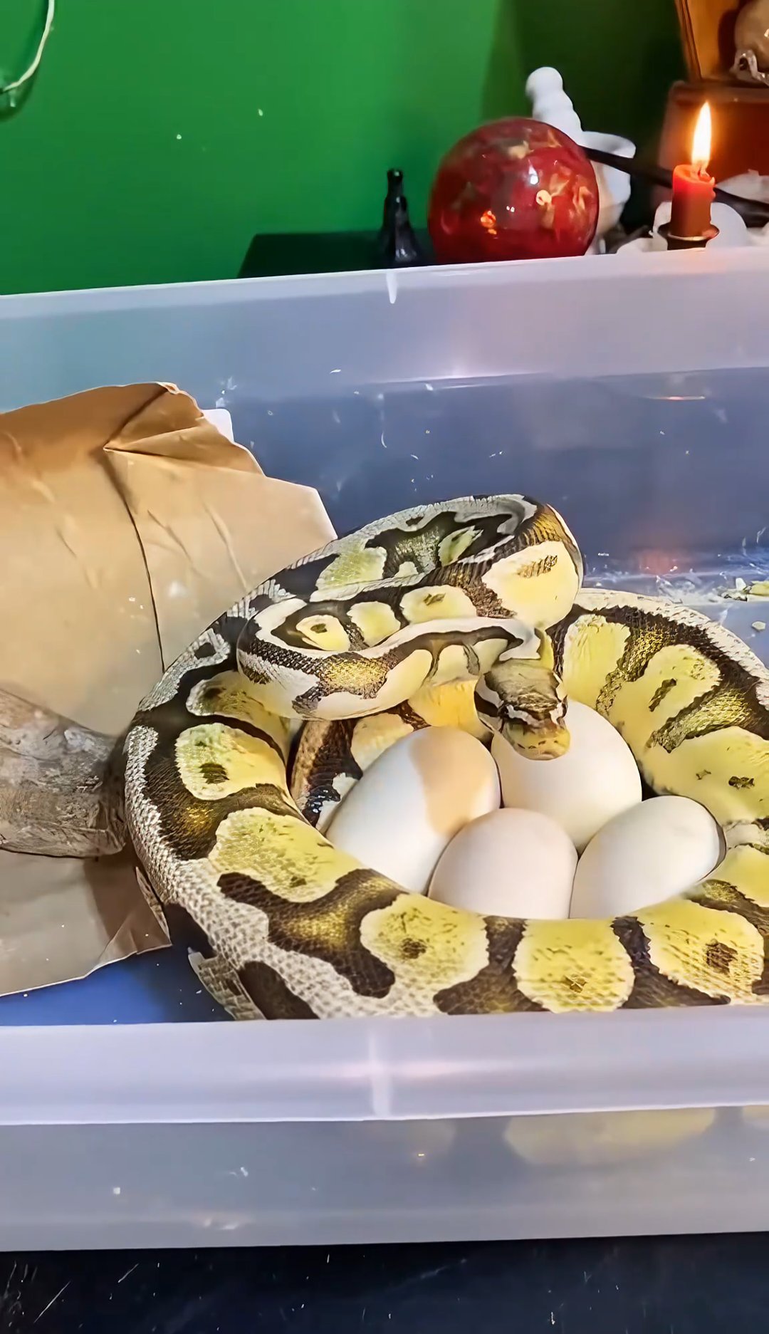 This Snake was so Angry!