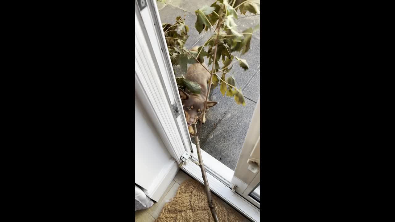 Determined dog attempts to bring huge tree branch into owner's home