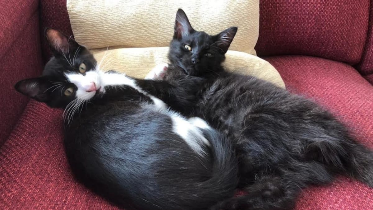 Día del Gato Negro: qué hay oculto tras el color negro y supersticiones