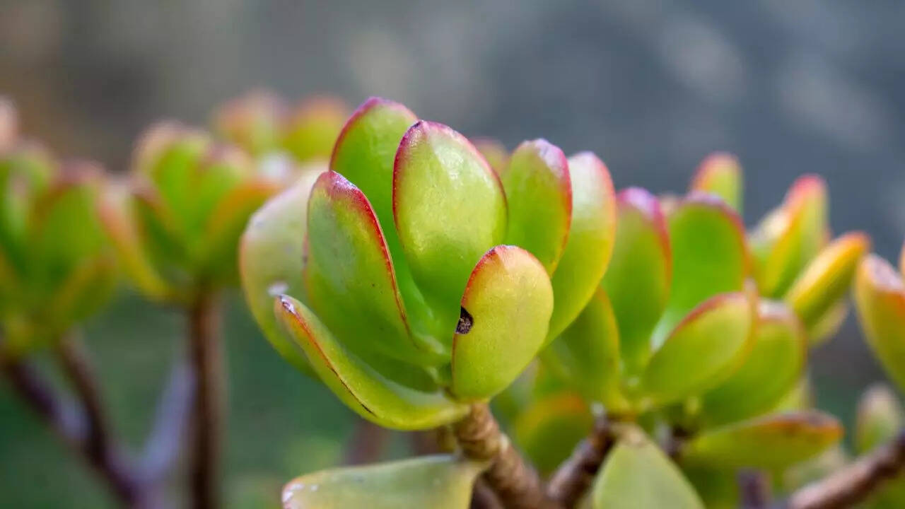 10 most beautiful succulents to keep and grow indoors