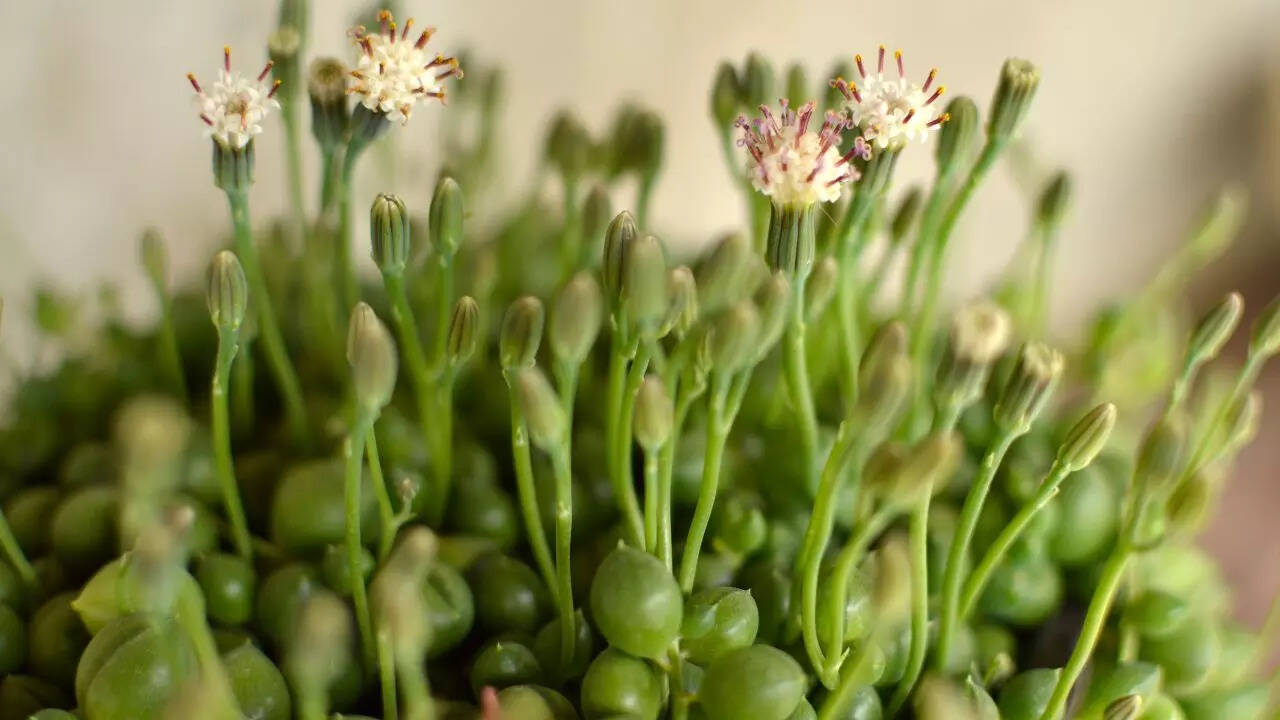 10 most beautiful succulents to keep and grow indoors