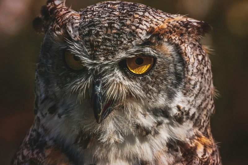 8 Animal Sounds You Can Hear Across Canada At Night