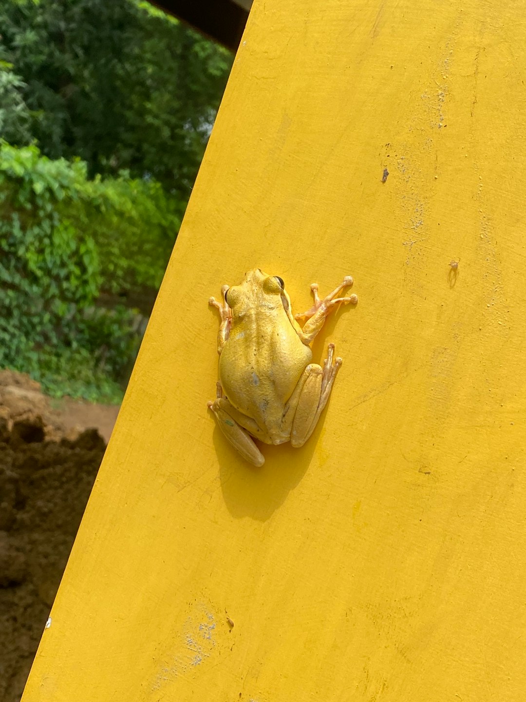 Scientists Reveal Why Some Toads Turn Neon Yellow