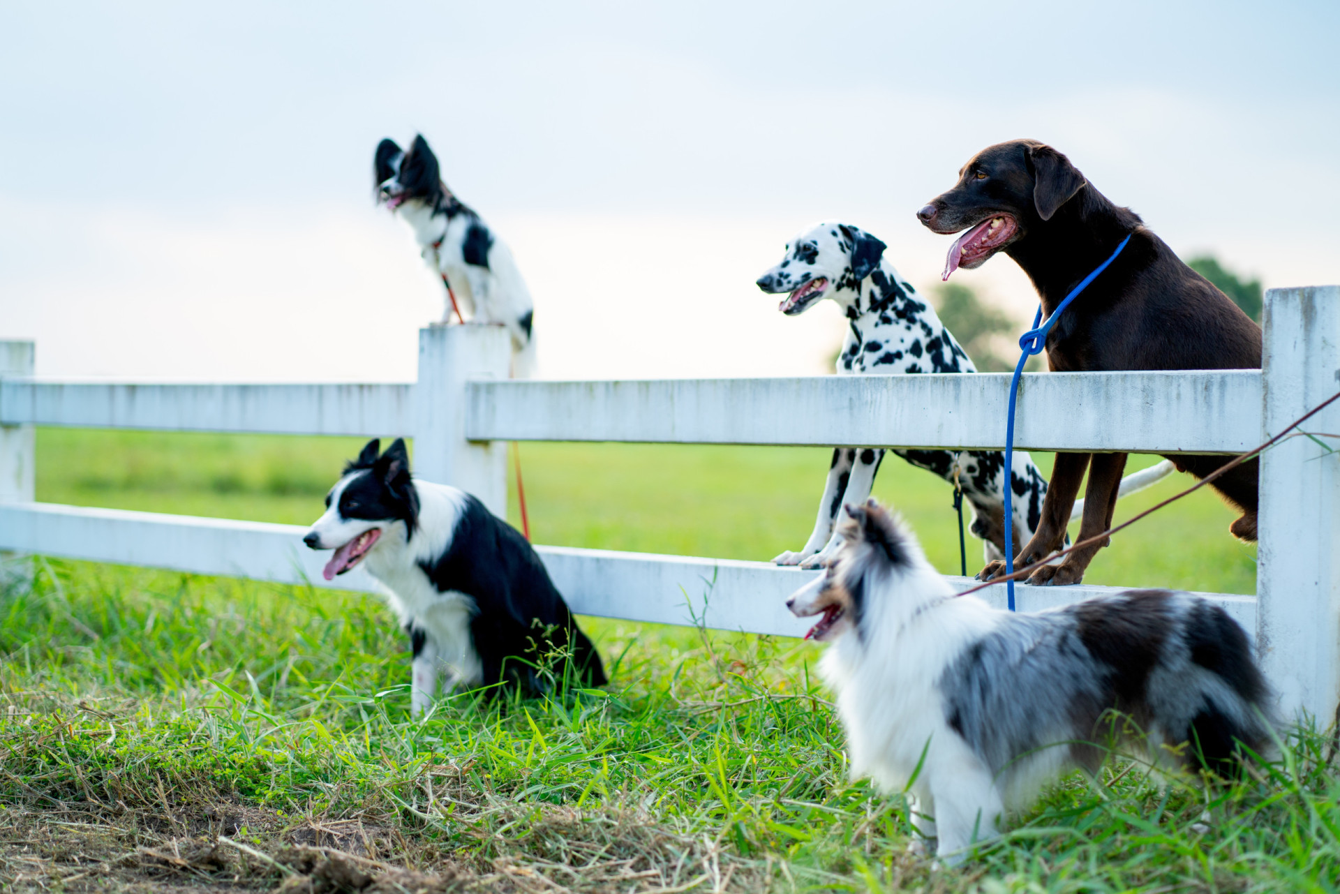 Why are there so many different kinds of dogs?