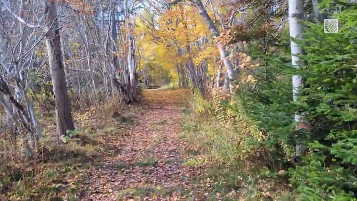 A morning, autumn walk in Pippy Park in St. John's, NL.