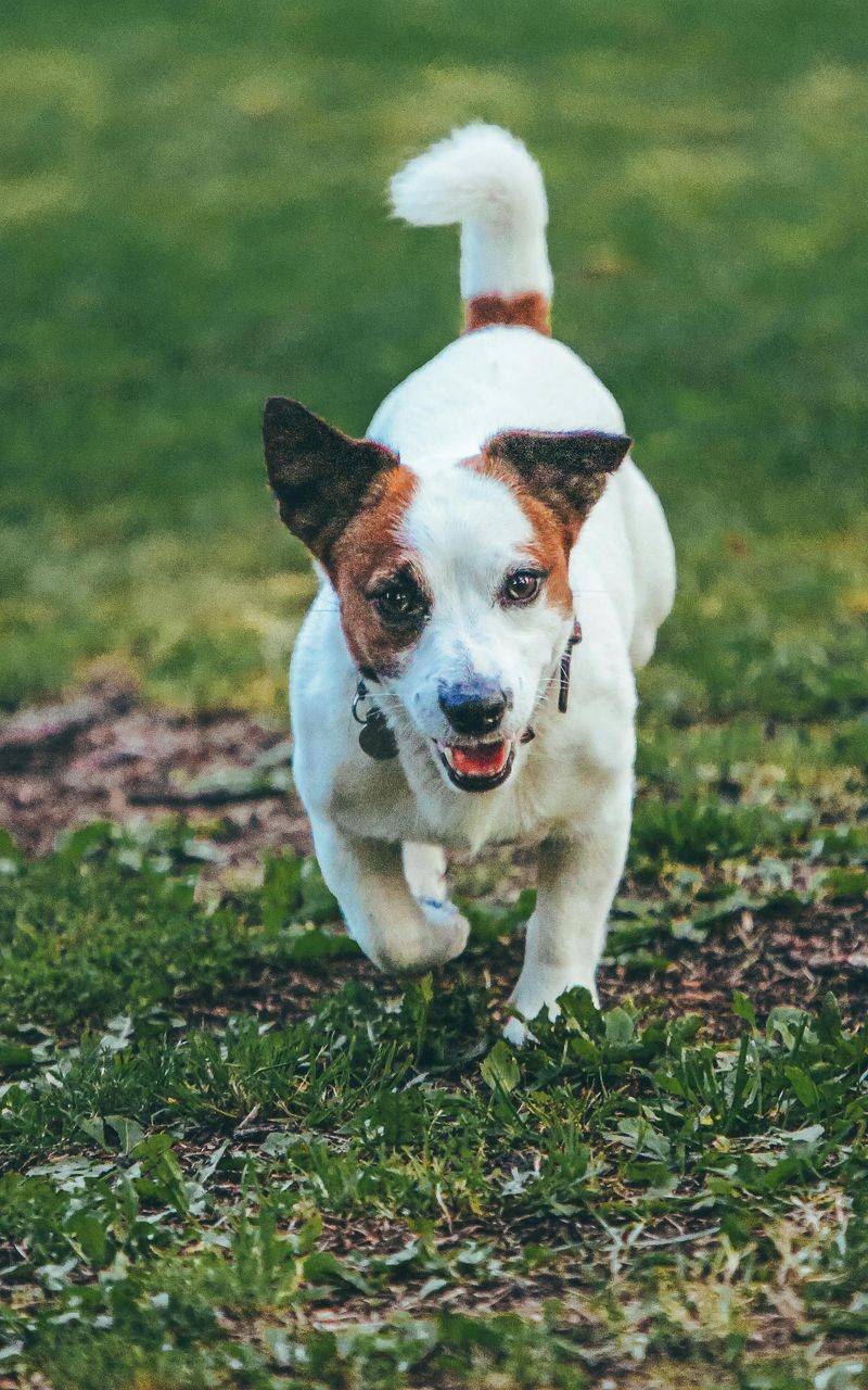 25 Dog Breeds That Balance Cuteness with Courage and Determination