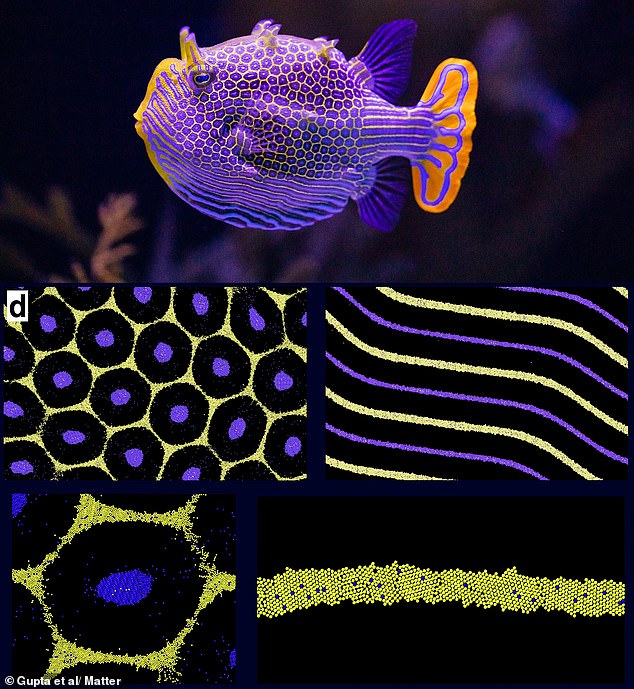 How the leopard got its spots: Age-old question may have finally been ...