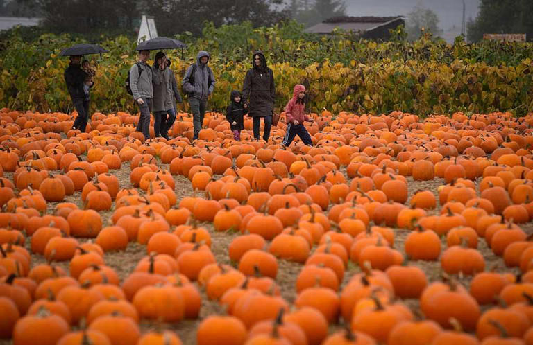 Where do your pumpkins come from?