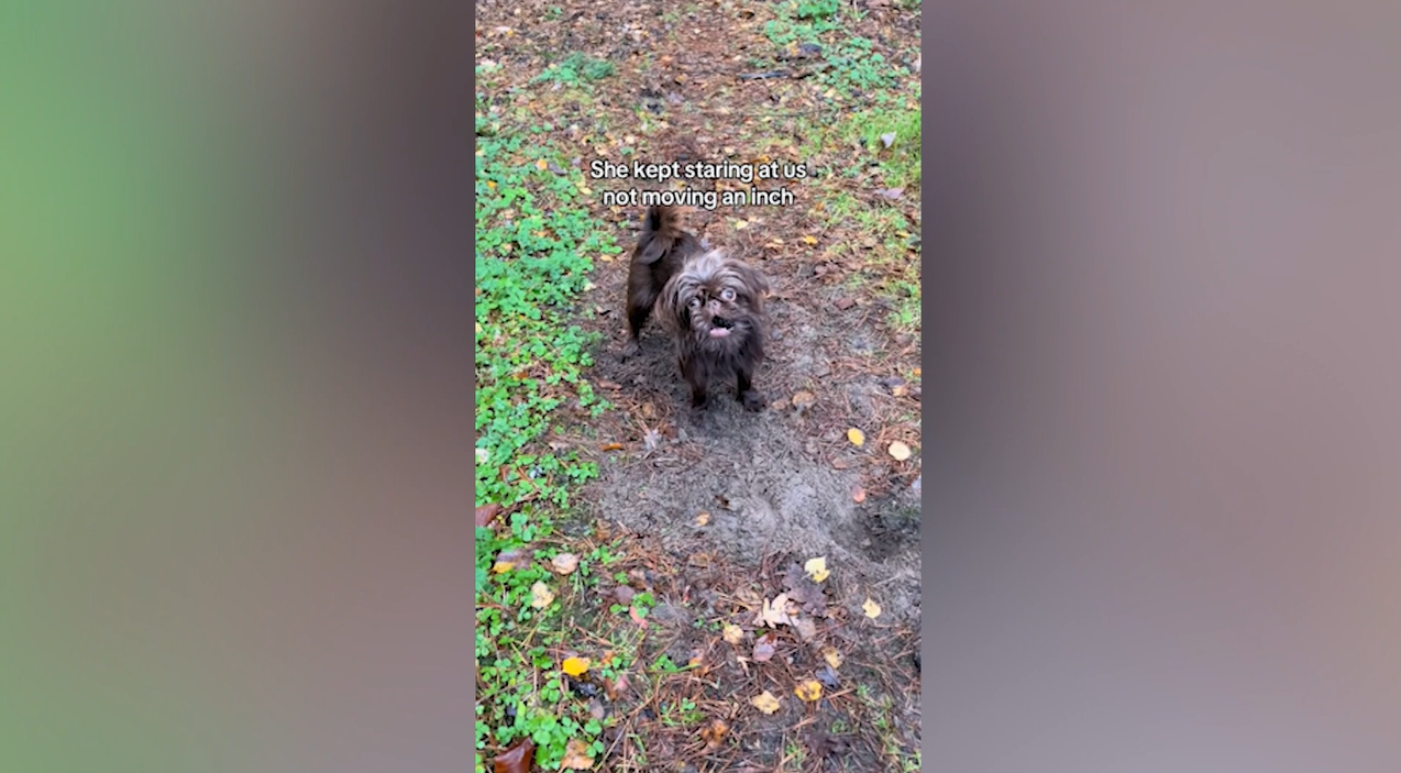 Owner Loses Dog On Walk, Shock at What They Find 10 Minutes Later