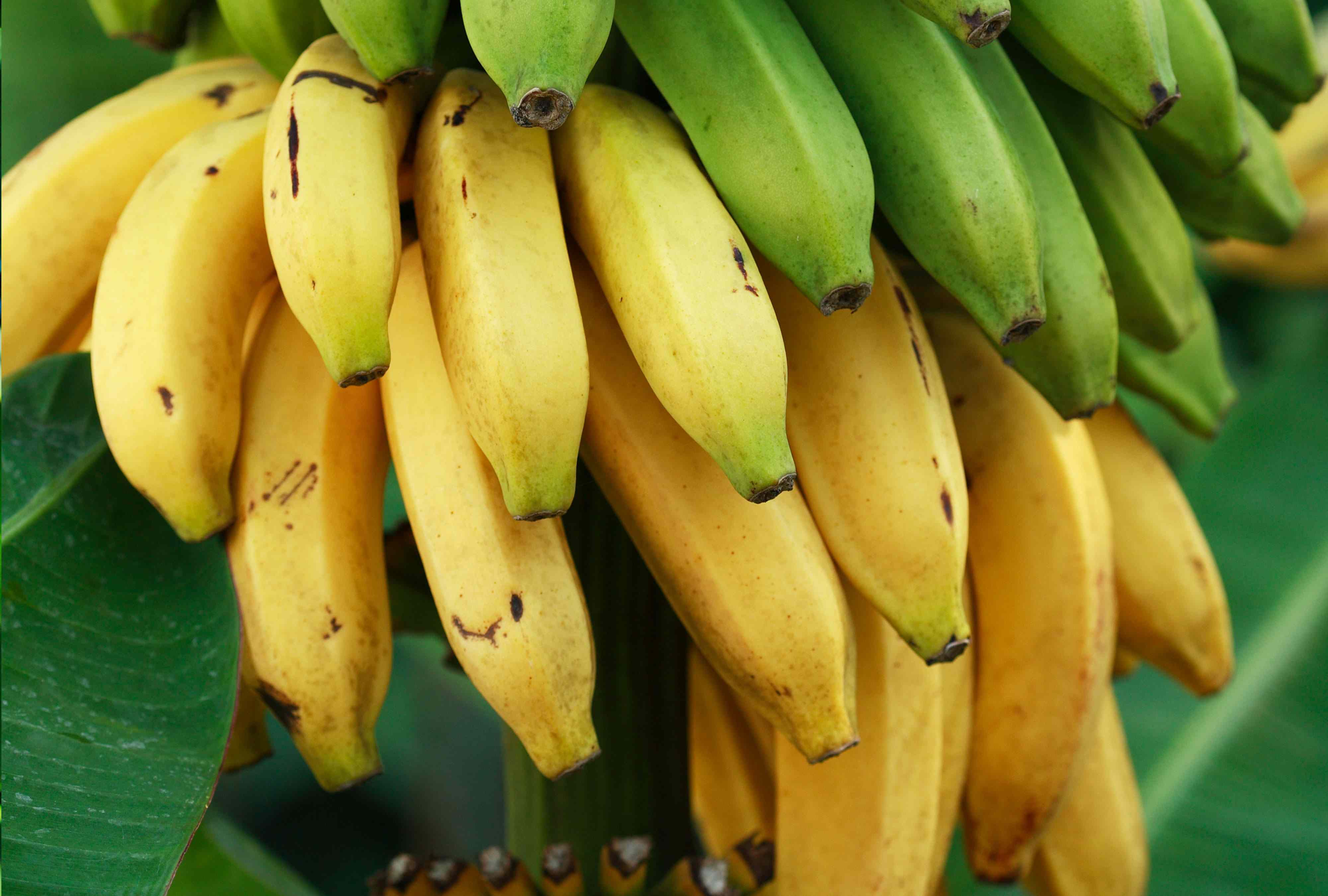 How to Grow a Banana Tree Outside or Indoors, According to Experts
