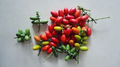 Melinjo: Rahasia Asam Urat atau Antioksidan Tersembunyi? Mengurai ...