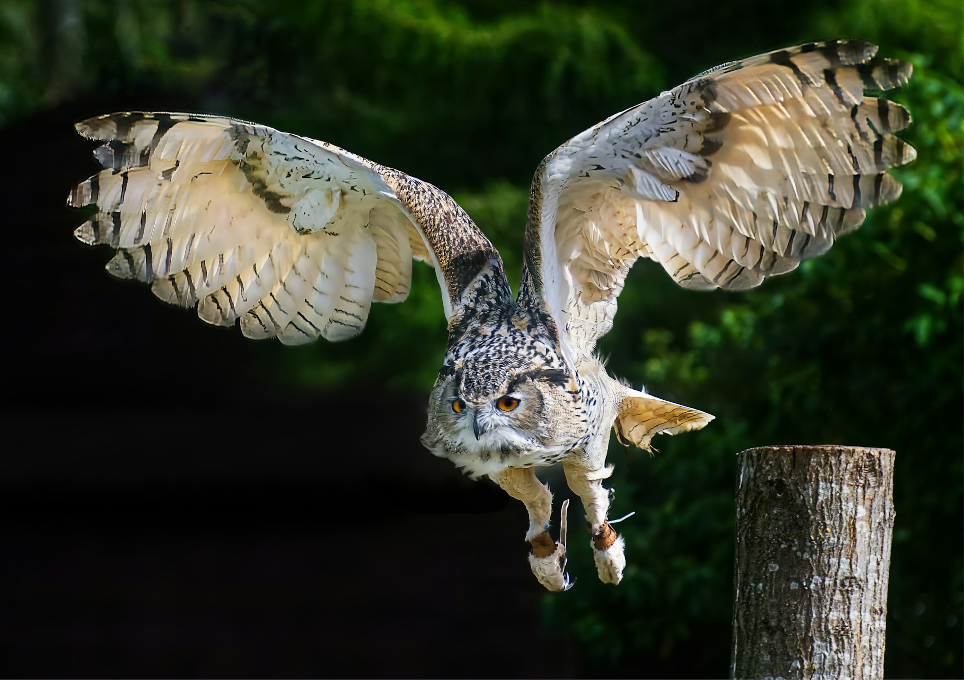 How Various Cultures Interpret Animal Behavior