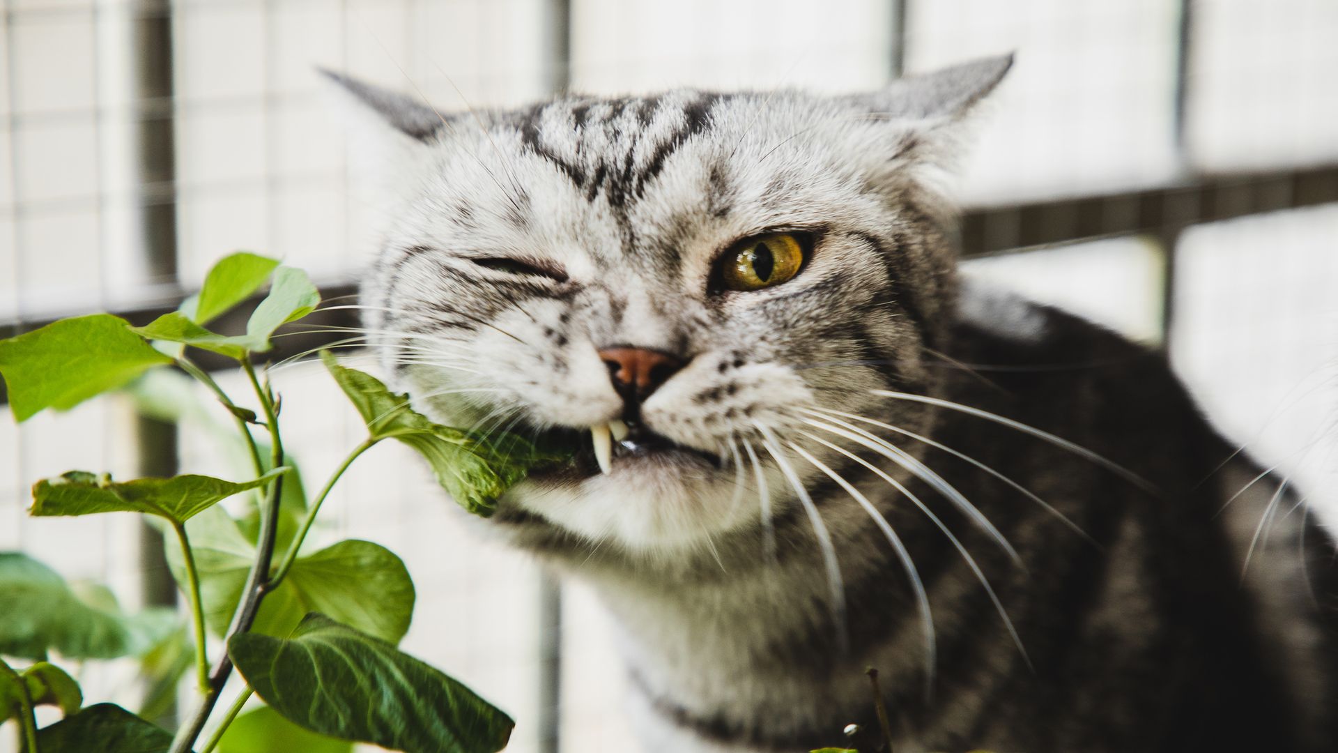7 cat-friendly houseplants that are safe for your pets - and low ...