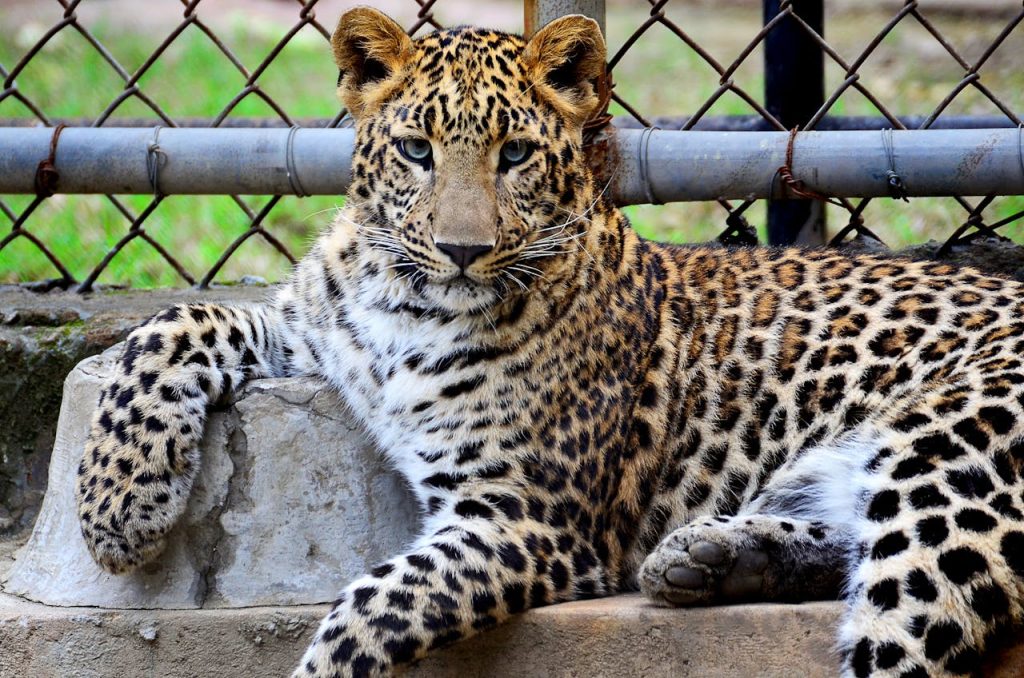 Scientists figure out how the leopard really got its spots