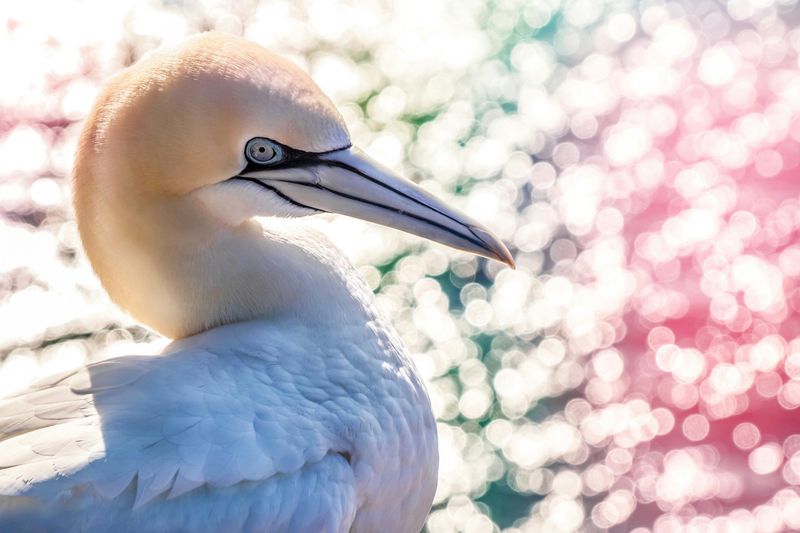 Bird Species Only Seen In Certain Parts Of Canada
