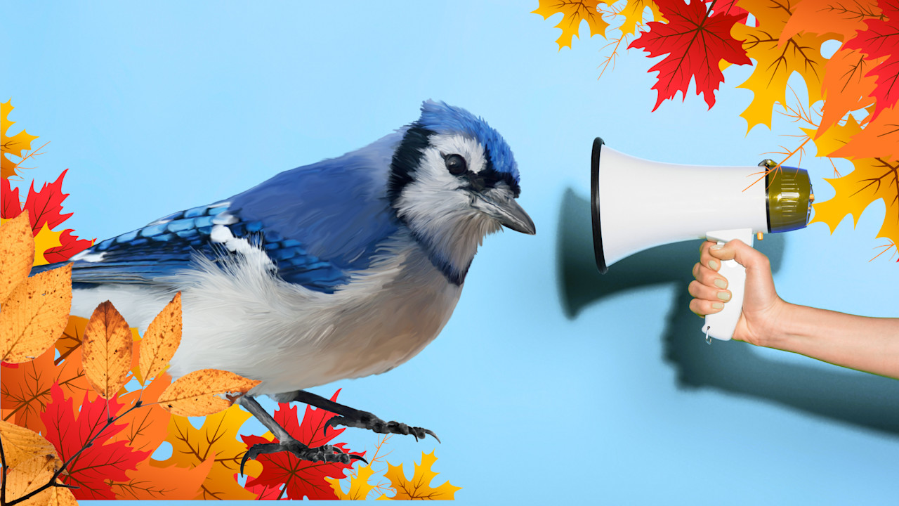 They aren't celebrating the World Series. Here's why blue jays are loud ...